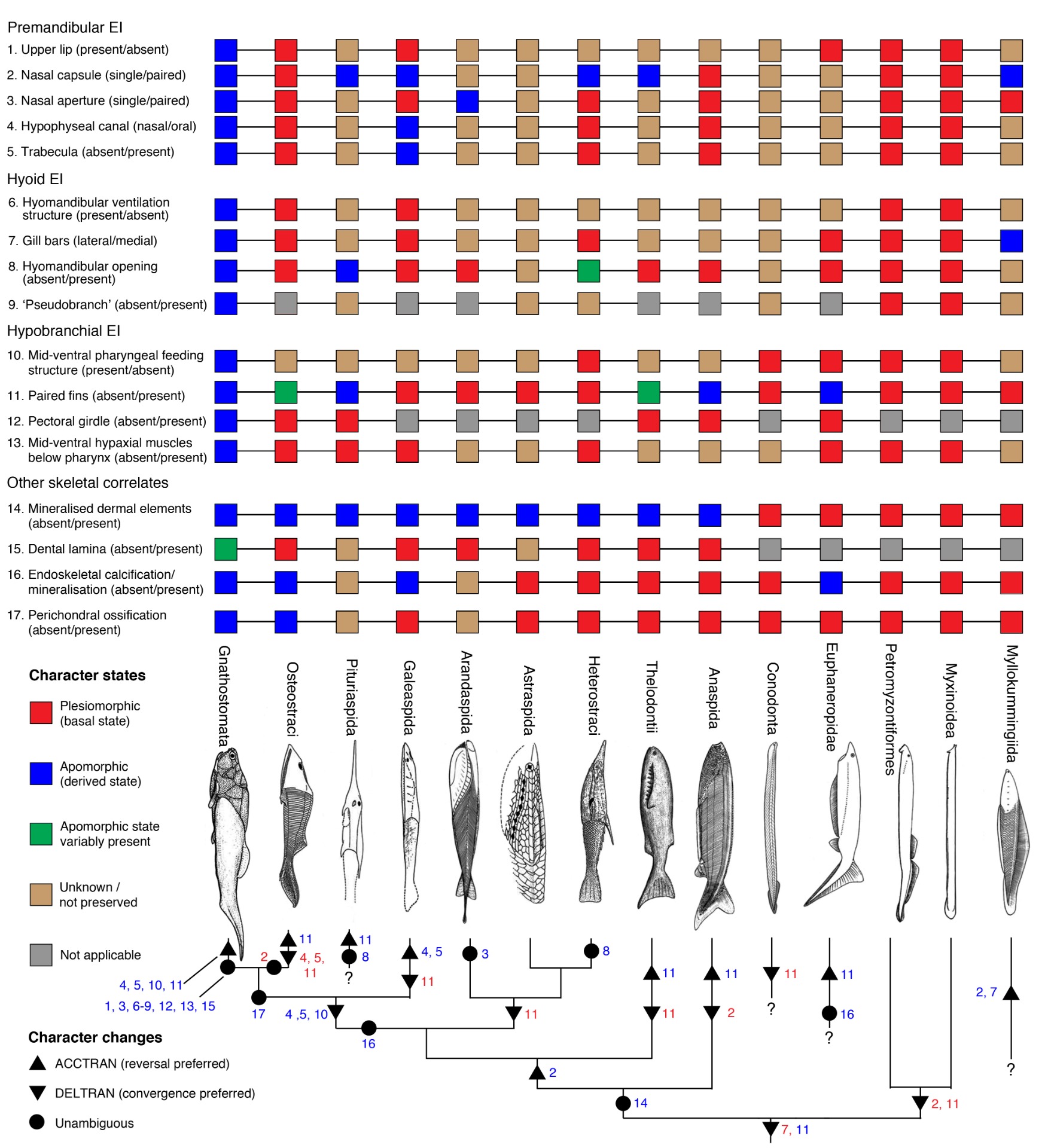 Jaw Origins :: Evolutionary Morphology